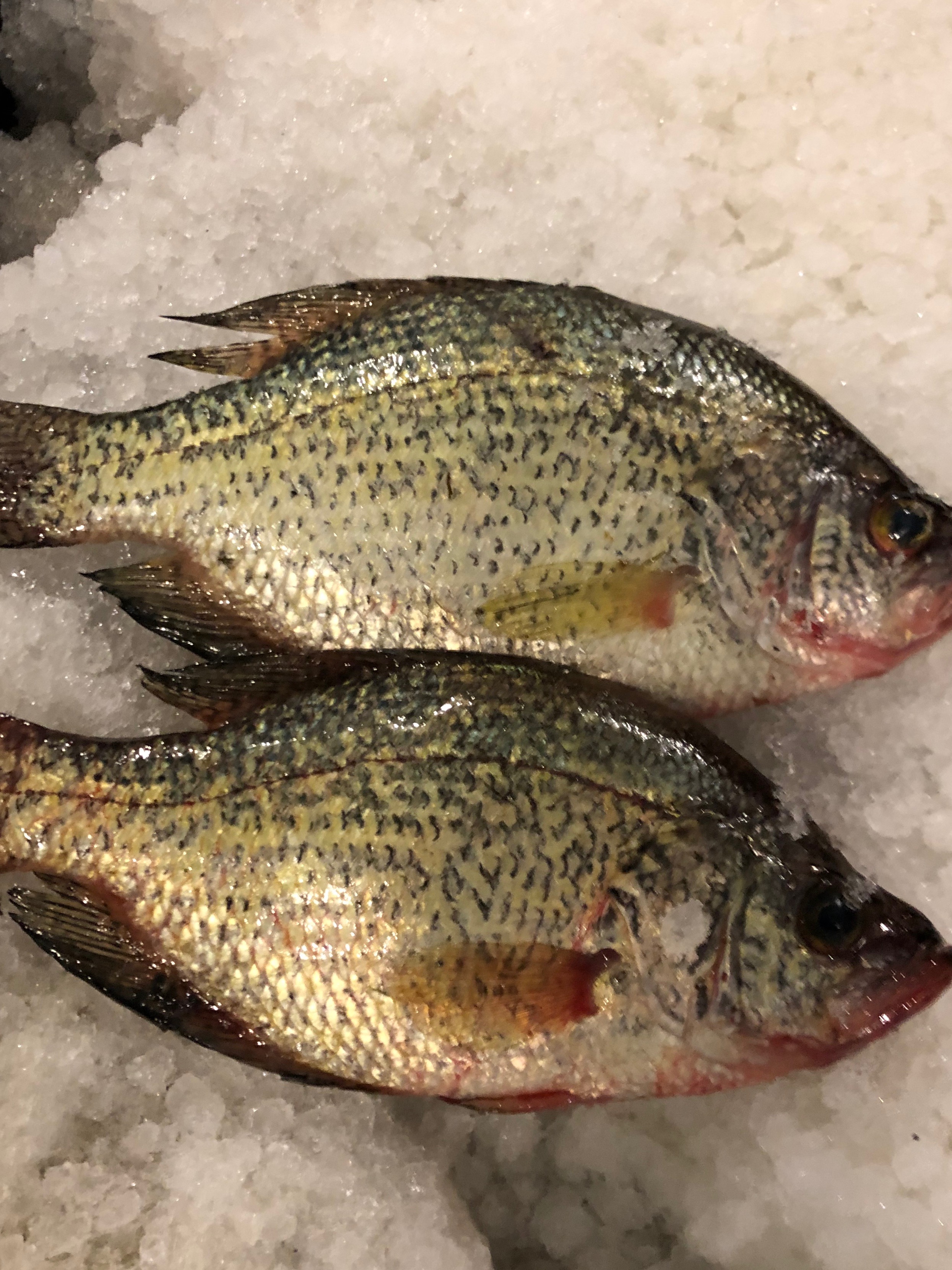 Whole Crappie - Whole Fish - Frozen - 5 pounds